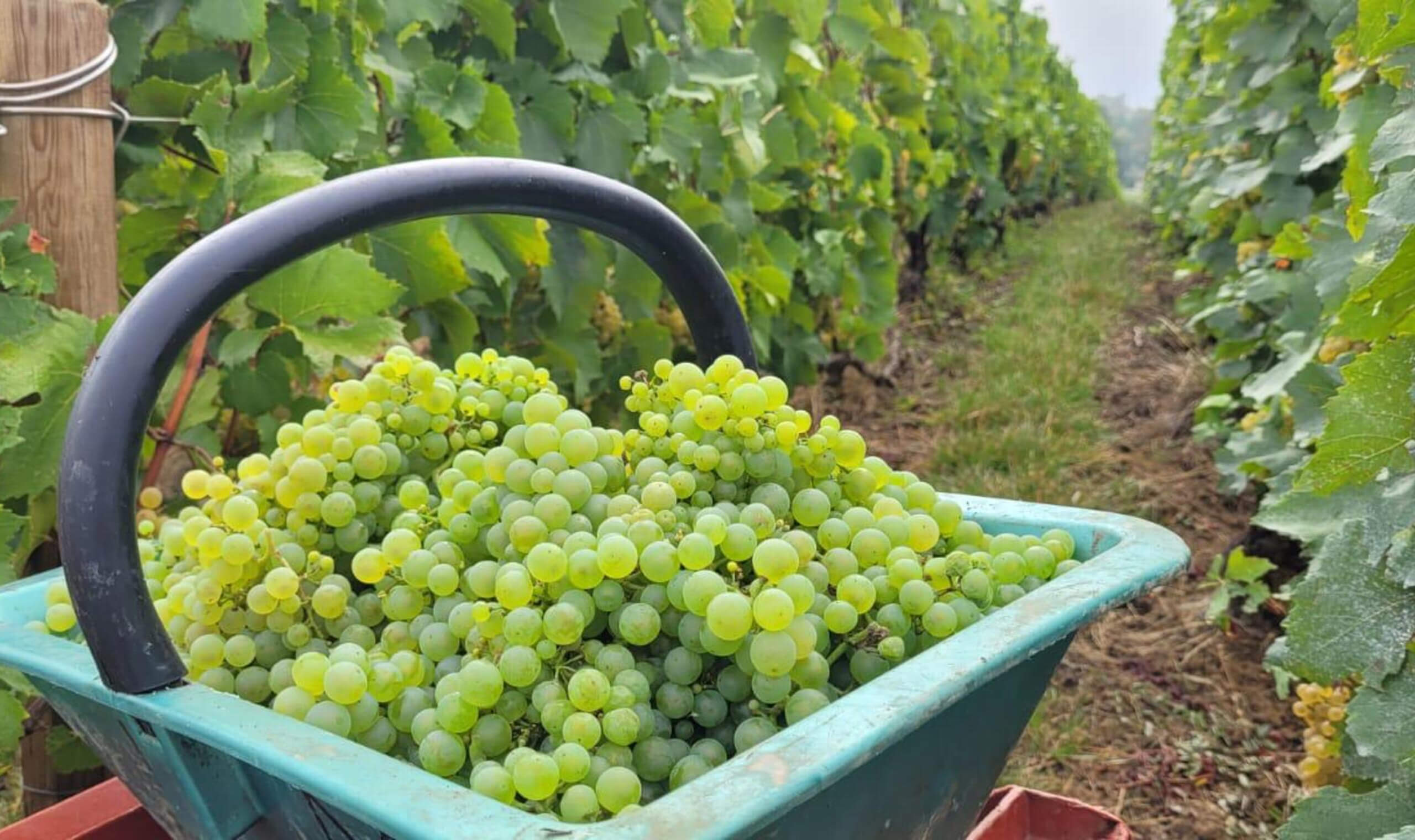 Lallement Massonnot Winery | Vivino