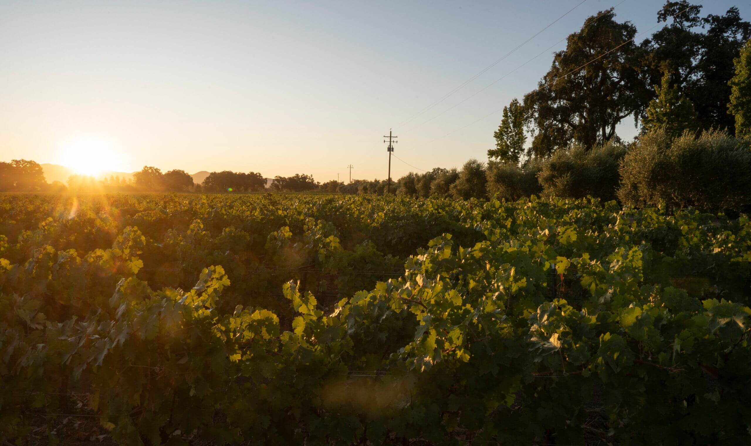 EnRoute Winery | Vivino