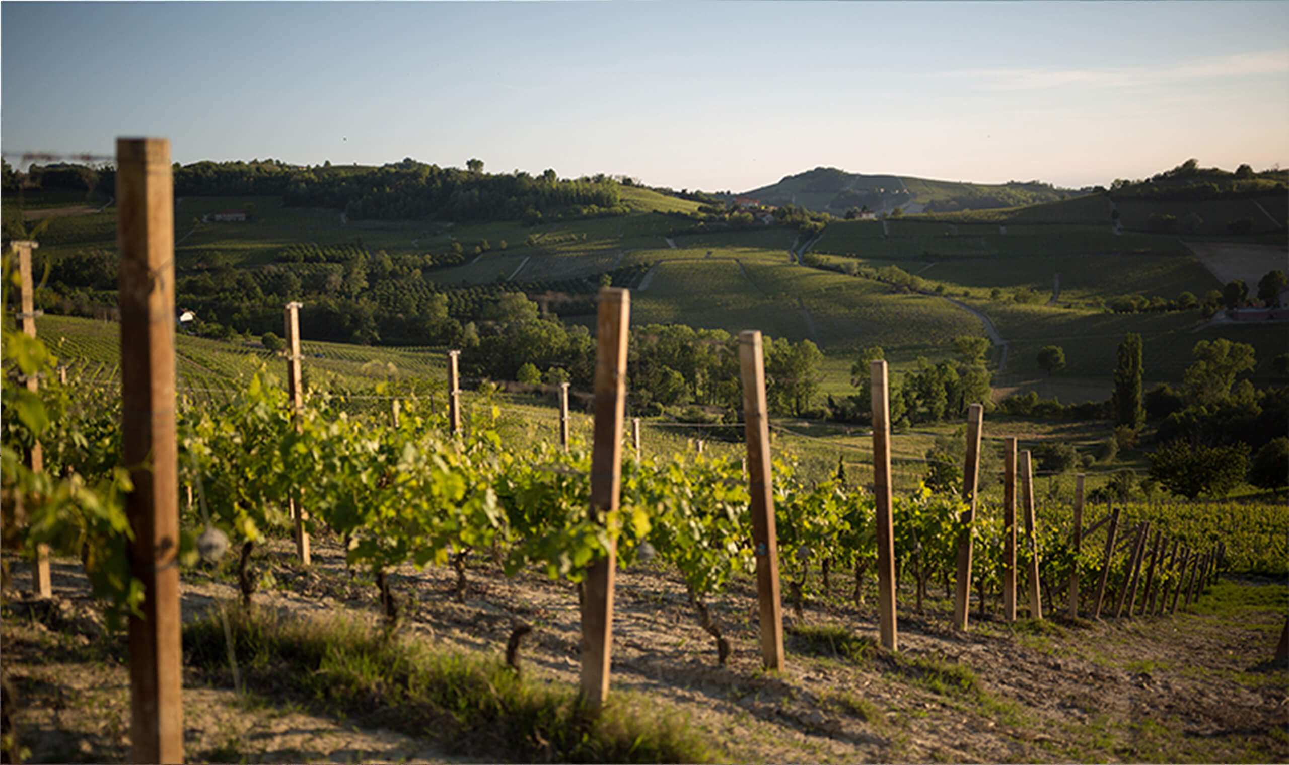 Candoni Winery | Vivino