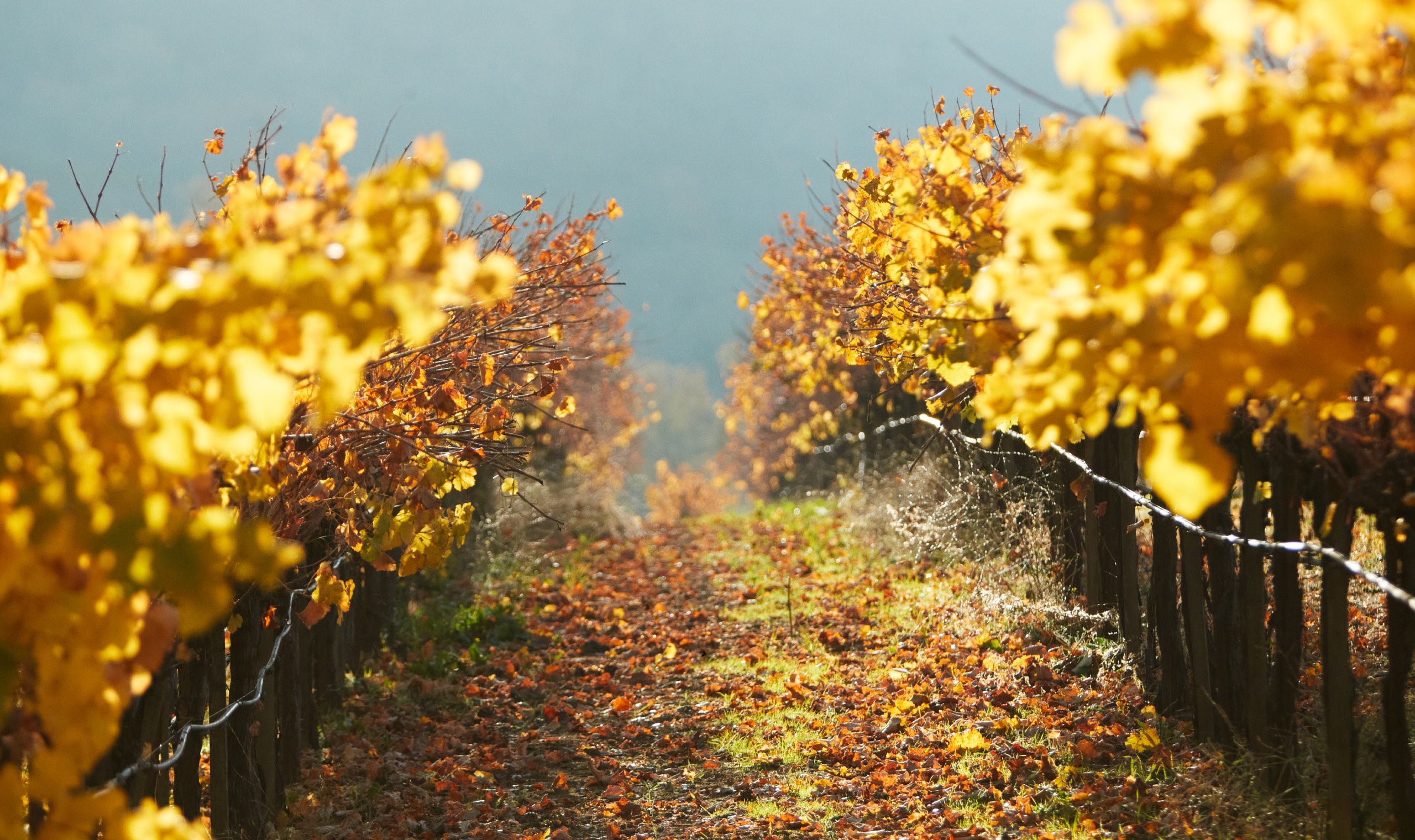 Dolce Winery | Vivino