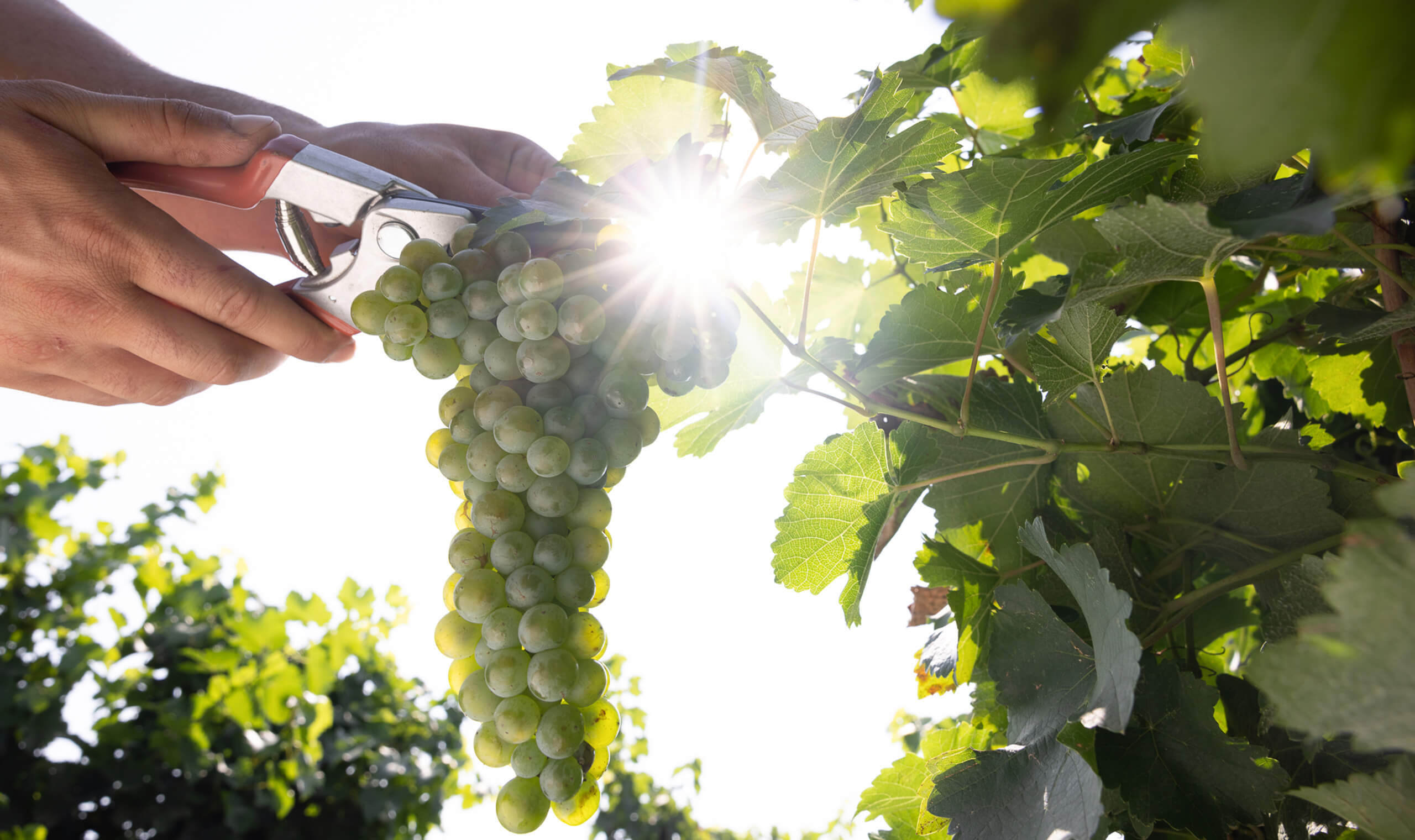 Murfatlar Vinul Winery | Vivino